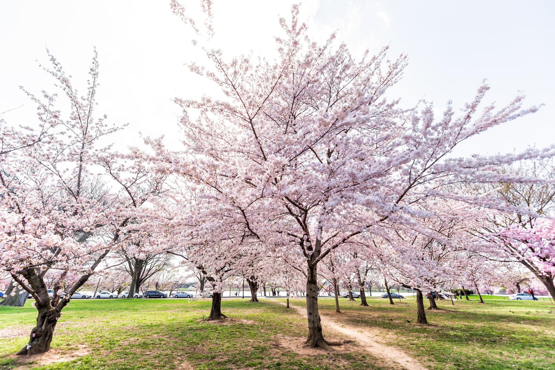 Cherry Blooms are in Full Bloom across the U.S.: Where to See Them ...