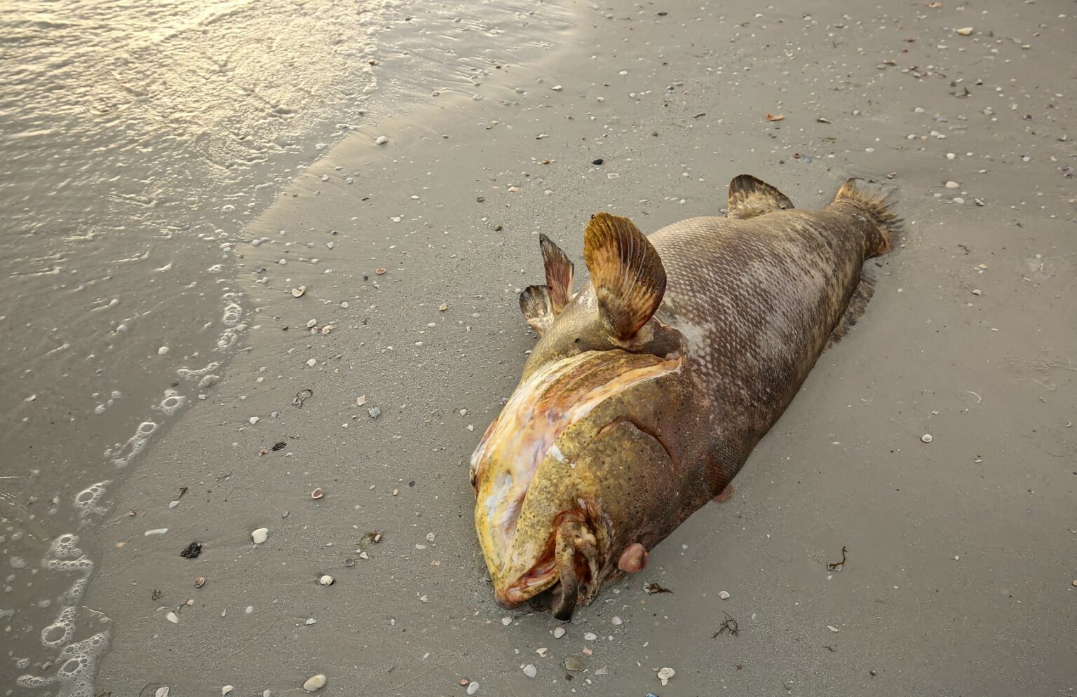 Gulf of Mexico Hypoxic Zone Resulting in Loss of Wildlife - Breaking ...