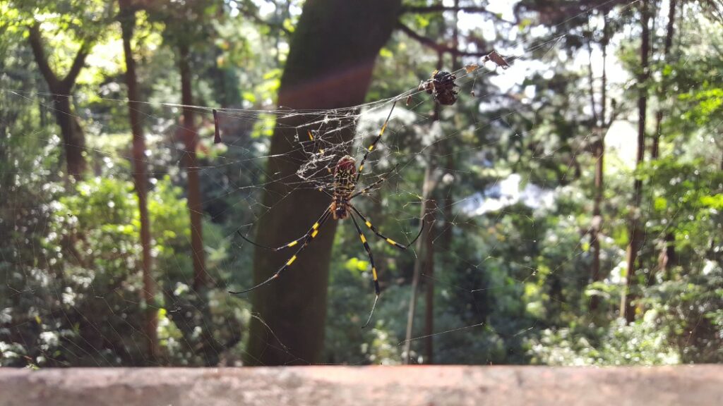 Is the Invasive Joro Spider on the Way for the East Coast? - Breaking ...